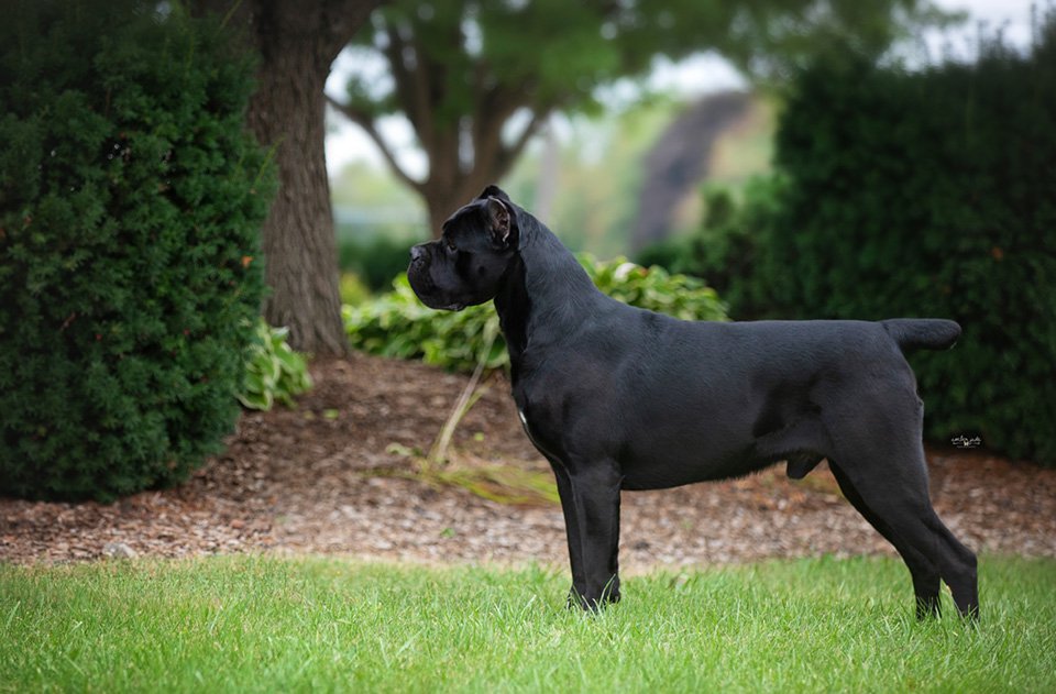 Safari Featured Dogs – Safari | Handling & Training