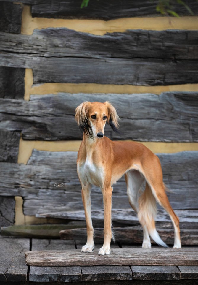 Safari Featured Dogs – Safari | Handling & Training